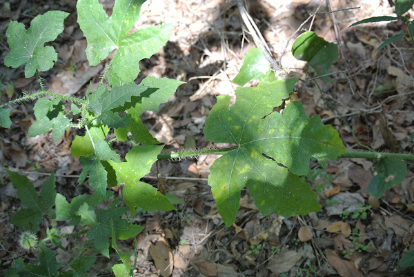 Bull Nettle, Spurge Nettle | Project Noah