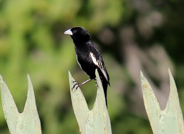 White-winged widowbird | Project Noah