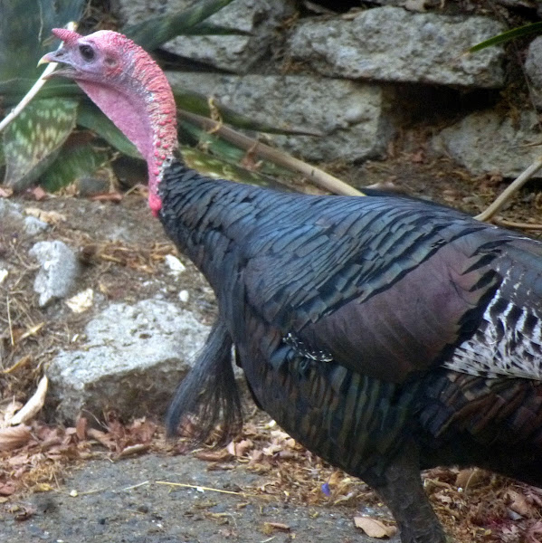 Wild Turkey | Project Noah