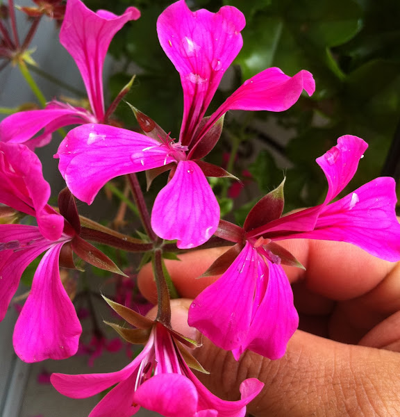 Pink Ivy Geranium | Project Noah
