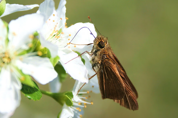 Brown Skipper | Project Noah