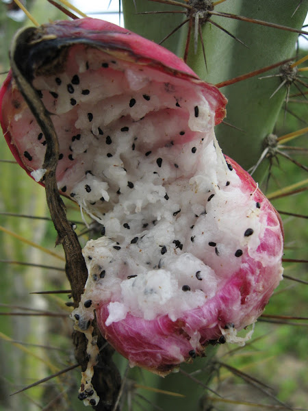 Mandacarú | Project Noah