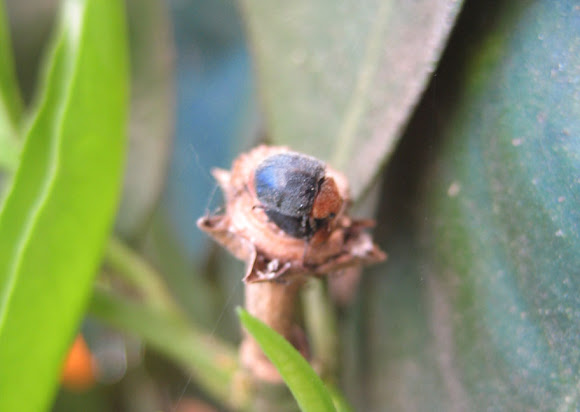Mealybug Destroyer | Project Noah