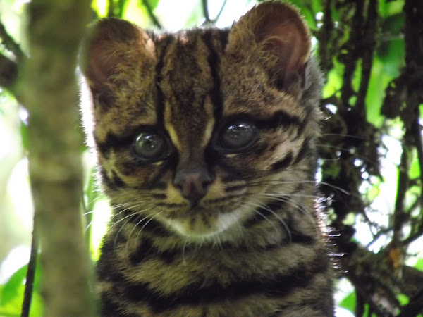 Oncilla | Project Noah