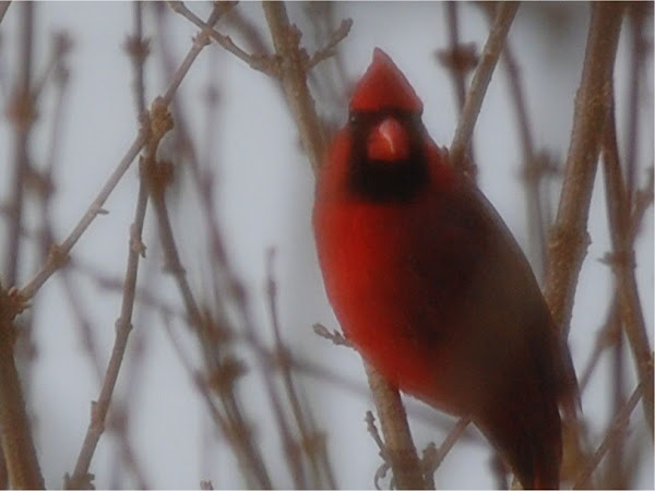 cardinal | Project Noah