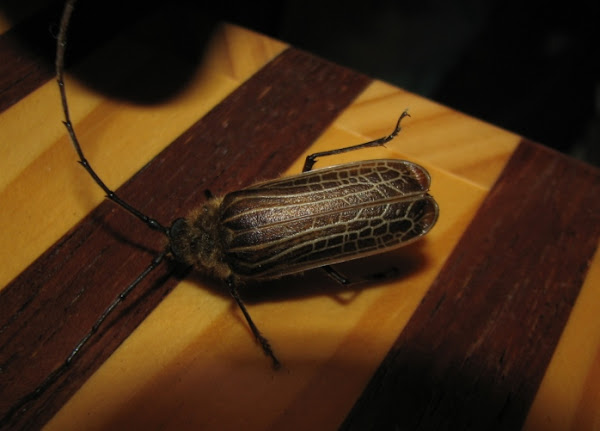 Huhu Beetle | Project Noah