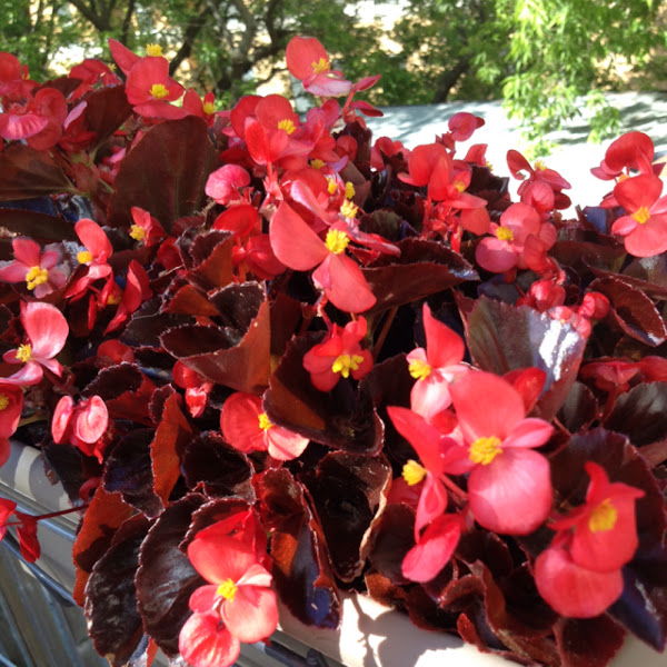 Begonia | Project Noah