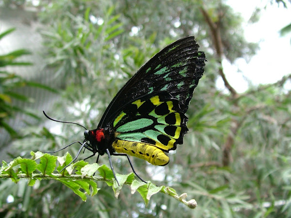 Goliath Birdwing | Project Noah