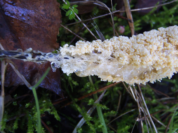 Fuligo cinerea | Project Noah