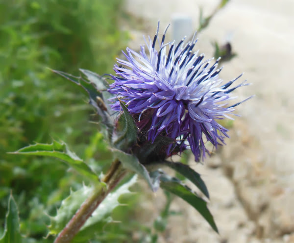 Cardo-azul | Project Noah