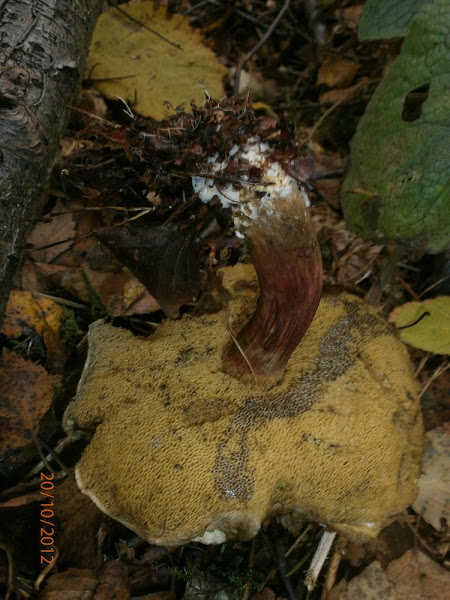 Bolete sp. | Project Noah