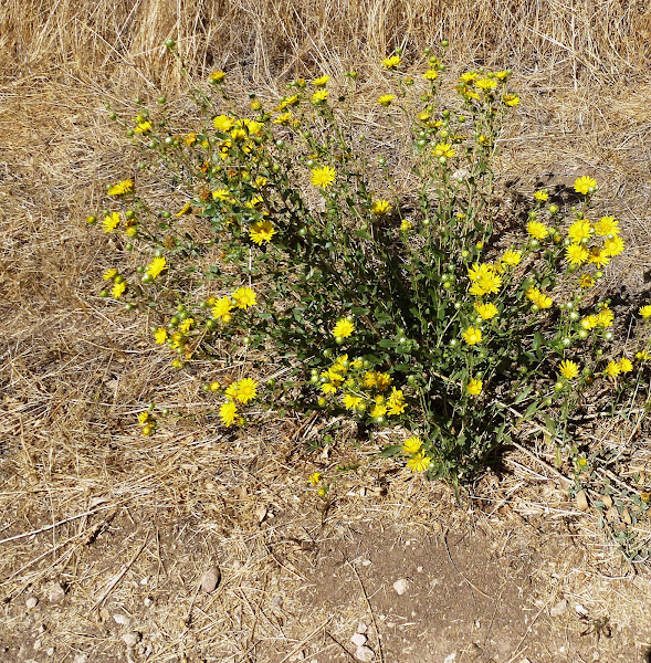 Valley Gum Plant | Project Noah