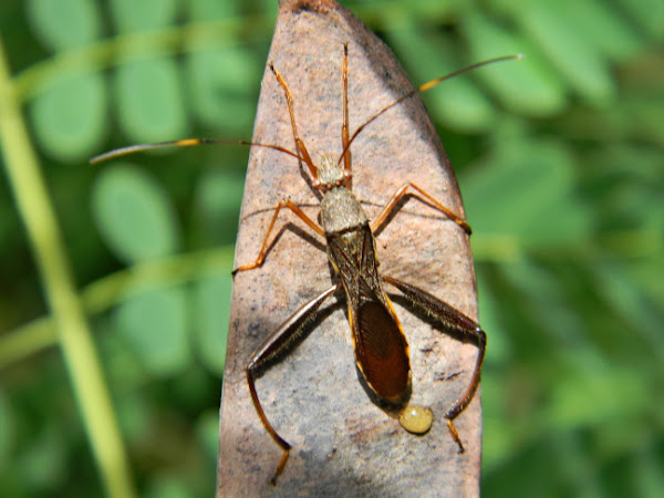 pod-sucking bug | Project Noah