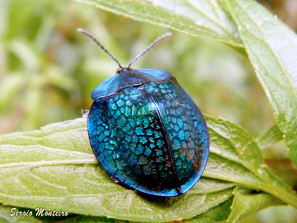 Metallic blue tortoise beetle | Project Noah