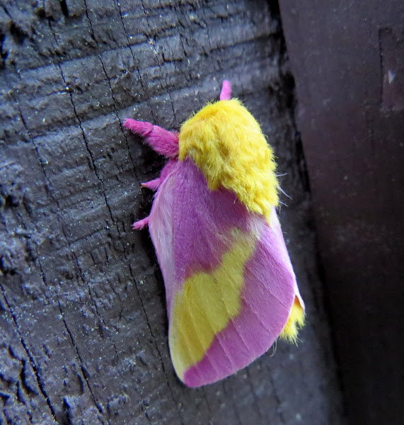Rosy Maple Moth | Project Noah