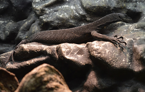 Black Tree Monitor | Project Noah