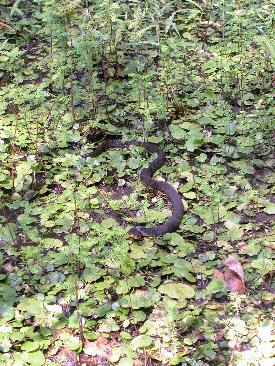 Copperbelly water snake | Project Noah