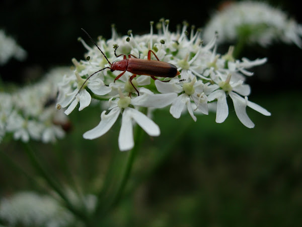 Chiche. Bug | Project Noah