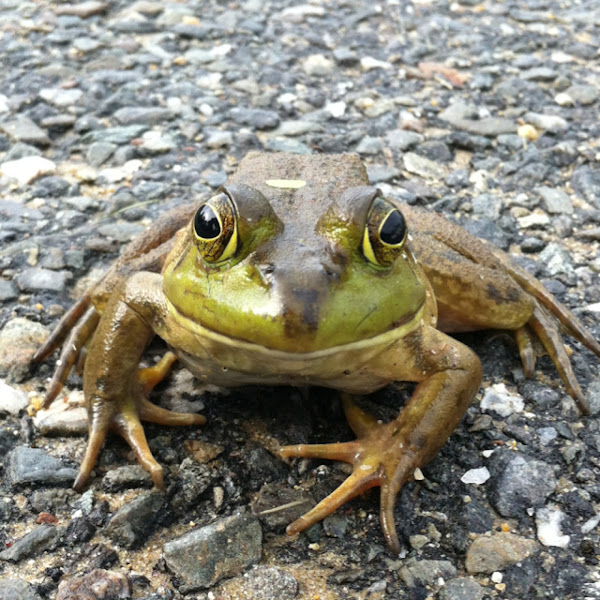 American bullfrog | Project Noah