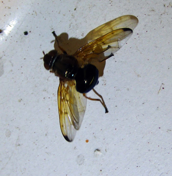 Orange-green Signal Fly | Project Noah