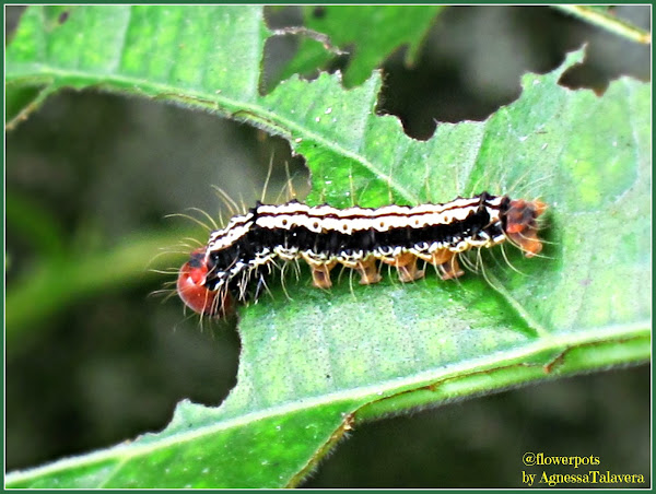 Asota Moth Caterpillar | Project Noah