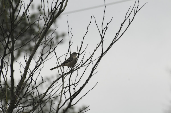 Mockingbird | Project Noah