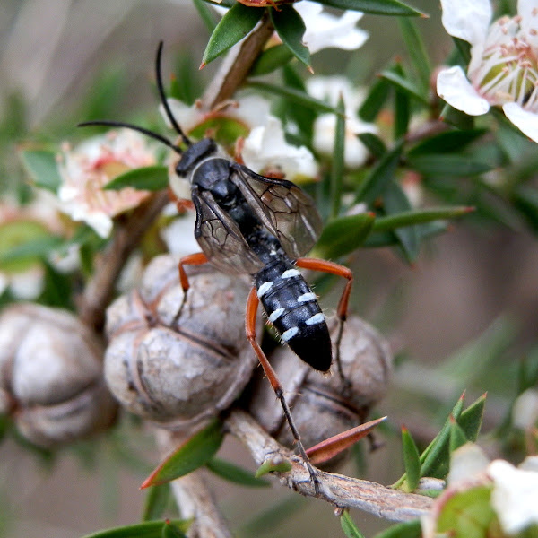 Blue Ant ( Male Wasp) | Project Noah