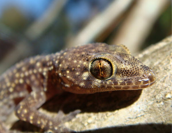 Indo-Pacific Gecko | Project Noah