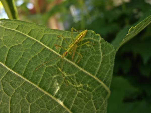 Northern Walking Stick (Nymph) | Project Noah