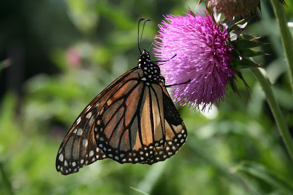 Monarch Butterfly | Project Noah
