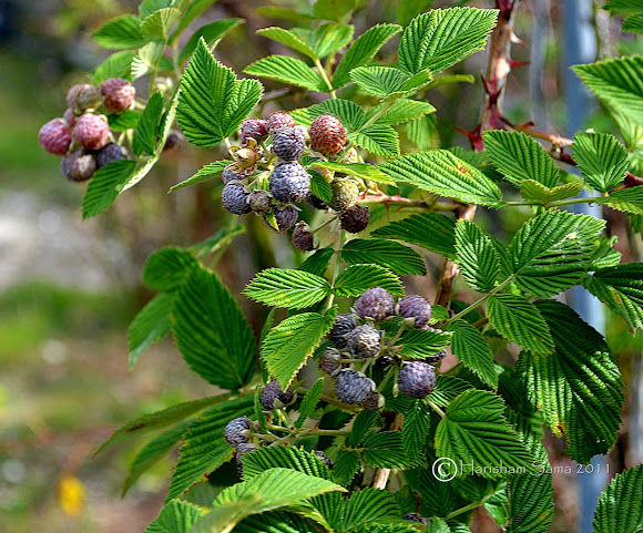 Hill raspberry, Mysore rasberry | Project Noah