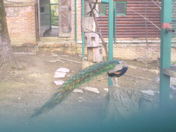 Indian Peafowl | Project Noah