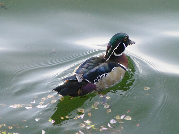 Wood Duck | Project Noah