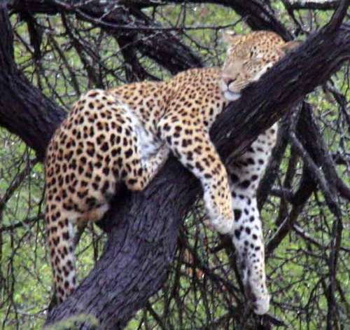 leopard | Project Noah