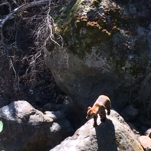 Grizzly bear | Project Noah