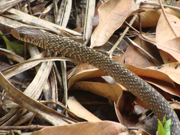 Darash Snake (দাঁড়াশ সাপ) | Project Noah