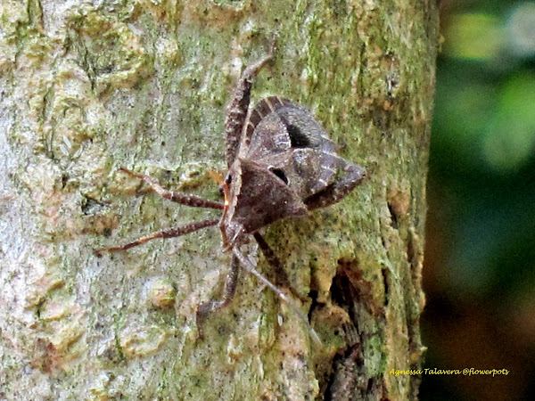 Acanthocoris Coreid Bug | Project Noah