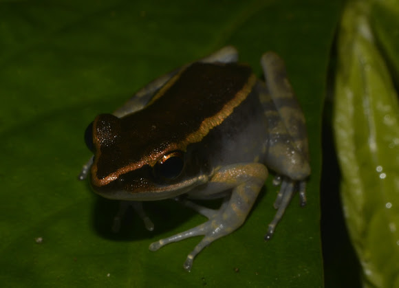 Laguna del Bay Frog | Project Noah