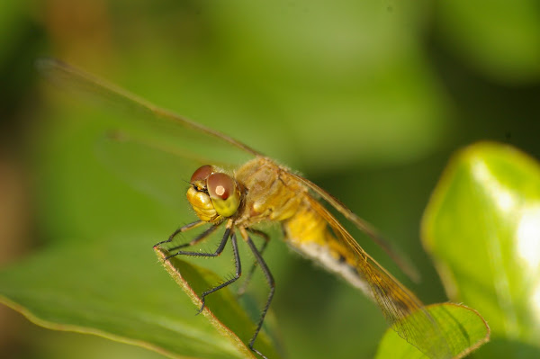 Meadowhawk (female) | Project Noah