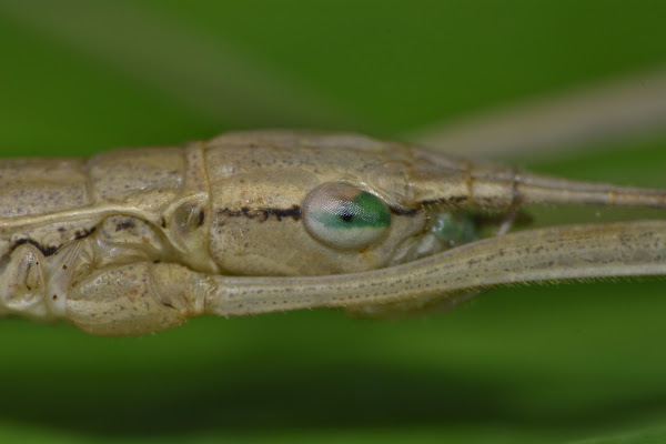 Winged Stick Insect, Phasmid - Female | Project Noah