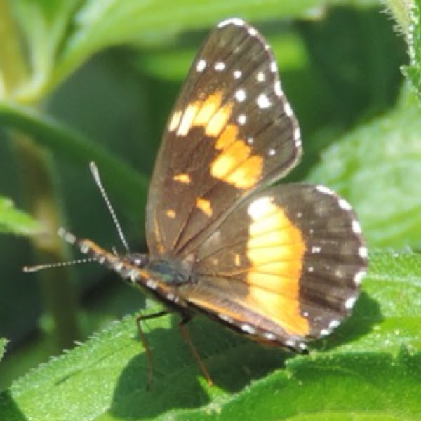 Bordered Patch | Project Noah