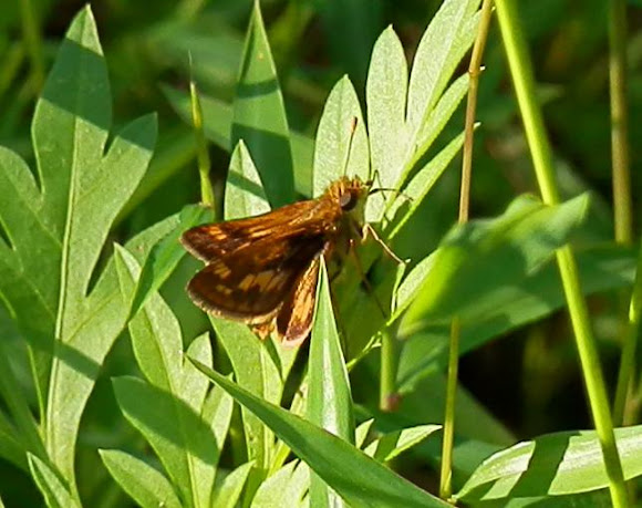 Grass Skipper | Project Noah