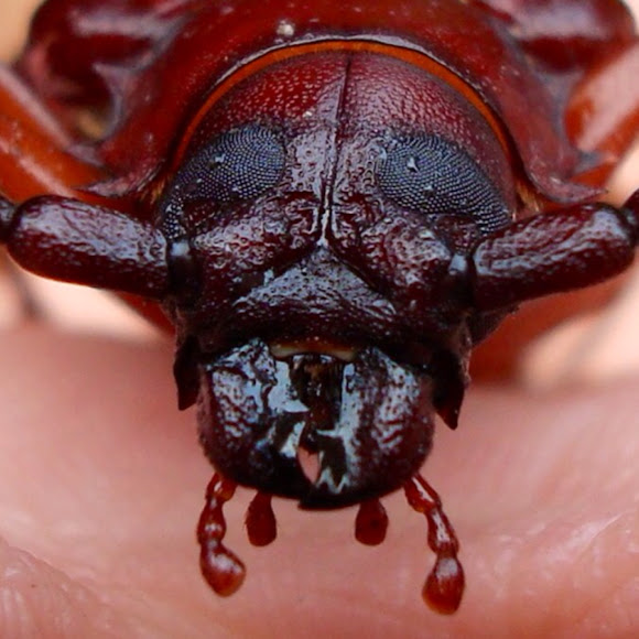 Brown Prionid Beetle | Project Noah