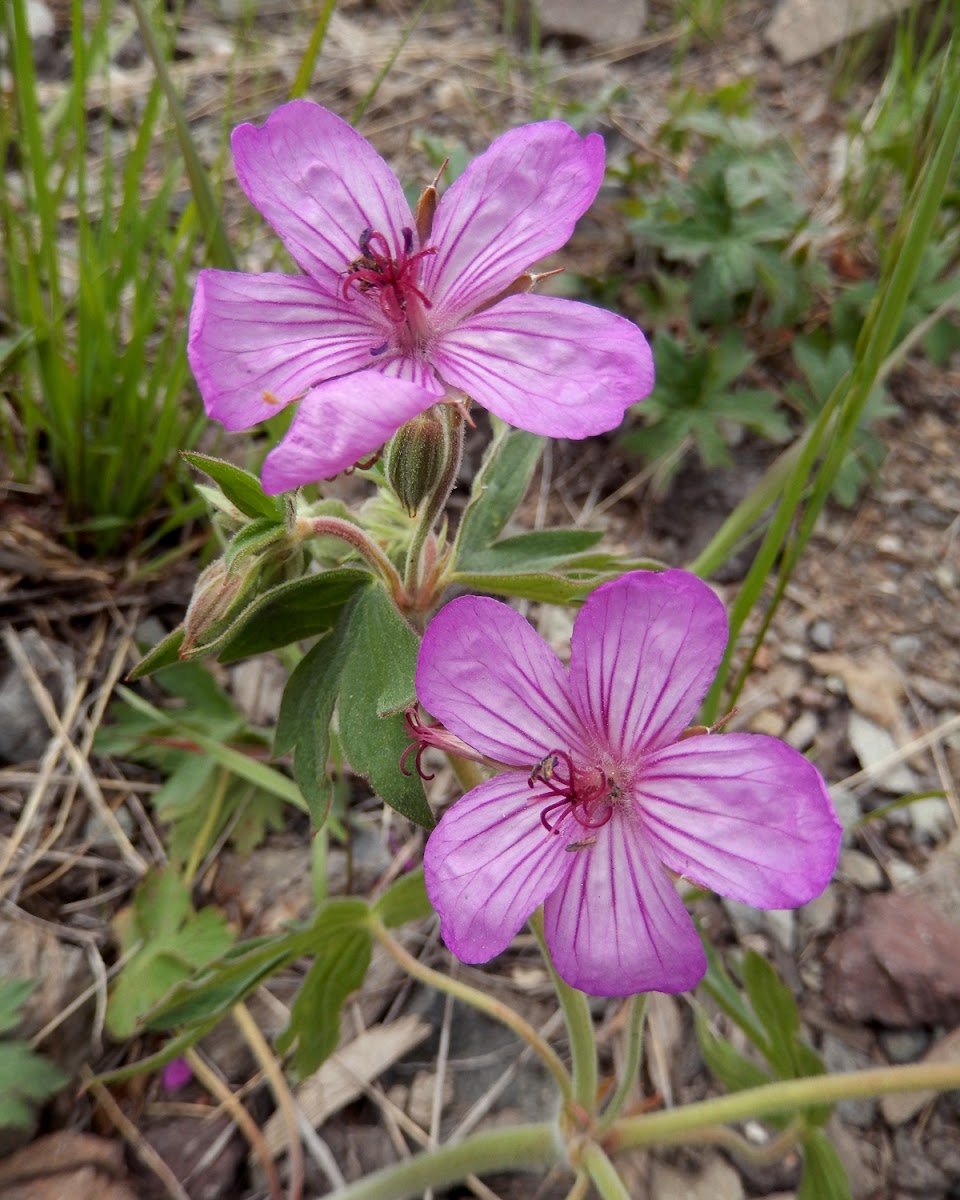 Sticky Purple Geranium | Project Noah