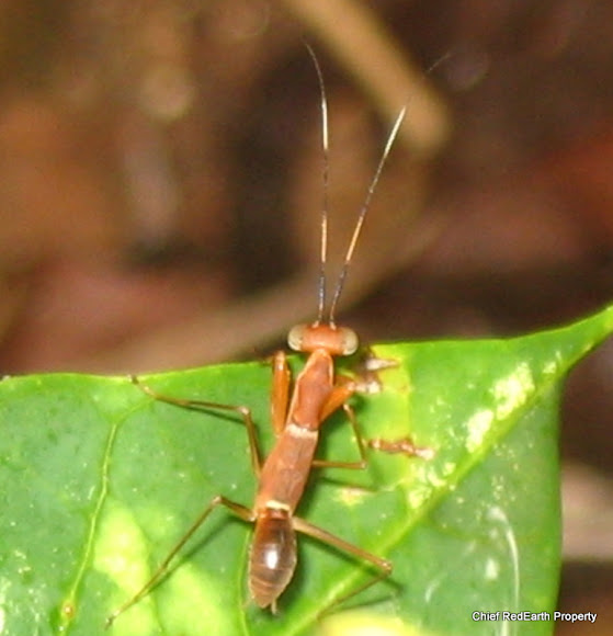 Ant Mantis | Project Noah