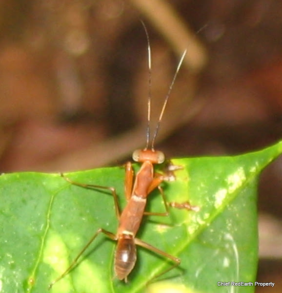 Ant Mantis | Project Noah