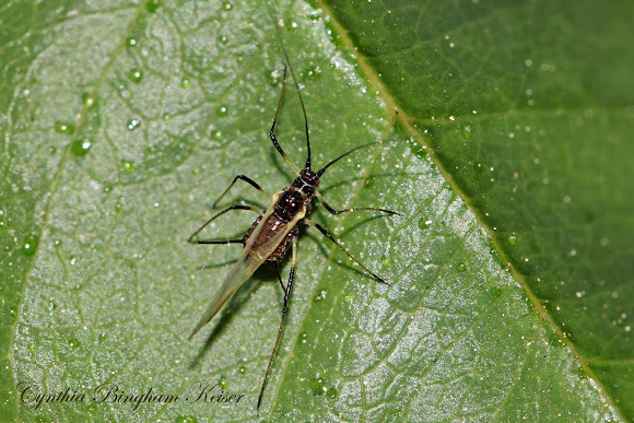 Winged Rose Aphid | Project Noah