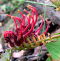 Creeping Grevillea | Project Noah