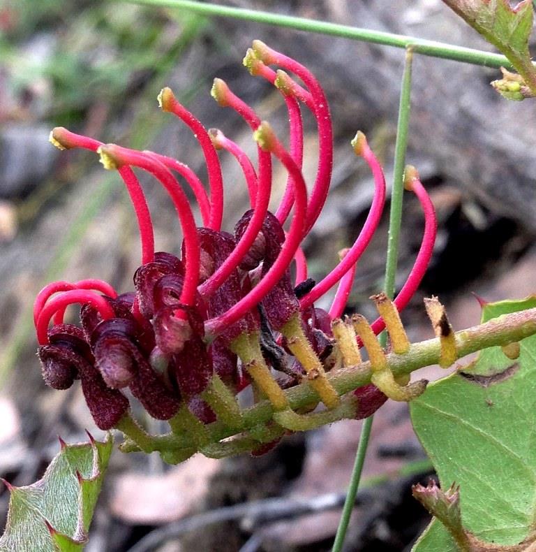 Creeping Grevillea | Project Noah