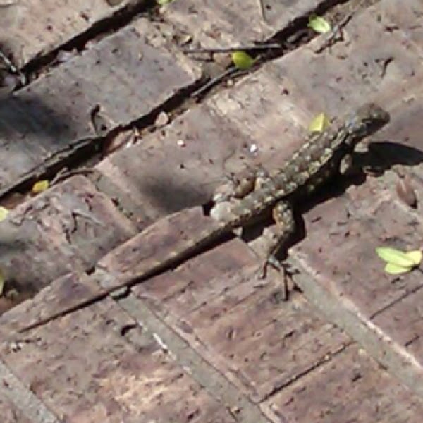 Texas Spiny Lizard | Project Noah